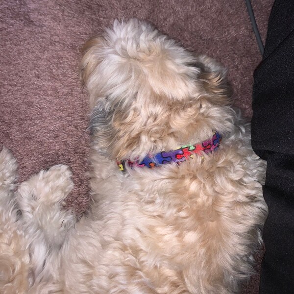 Autism Awareness Dog Collar - Etsy