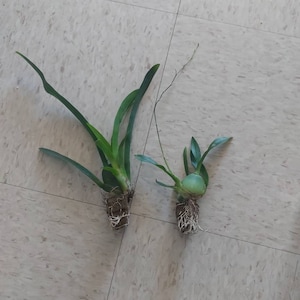 Mini Orchids Rare Perfect for Terrariums, Lonopsis, Mini Vandas, Mini ...