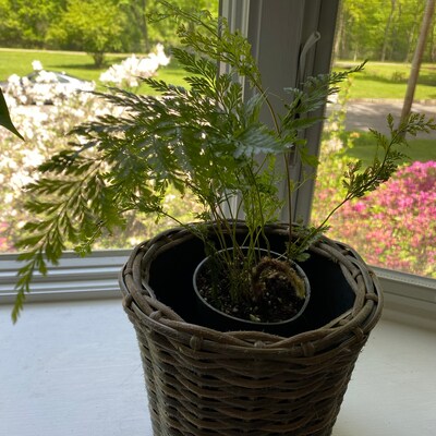 White Rabbit's Foot Fern 4 Pot Davallia - Etsy