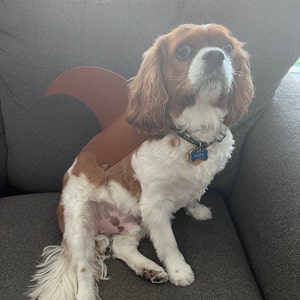 Shark Fins For Dogs. Dog Shark Fins. Shark Dog by LABRASHARK