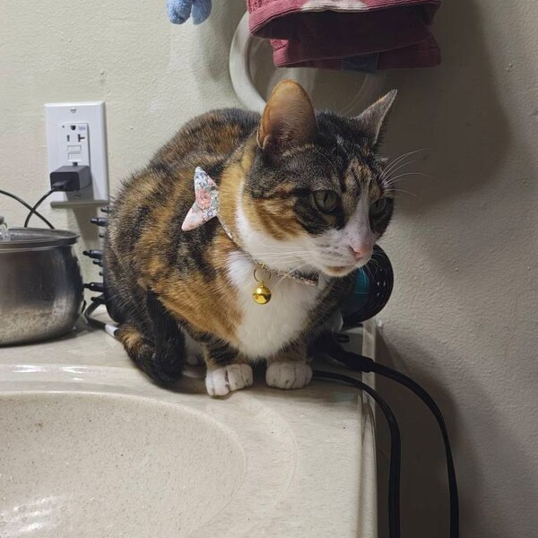 Cat Collar, Adjustable, Breakaway, Adult & Kitten Sizes - Etsy