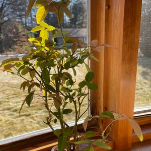 Rose Plant washitsu 和室 ジャパネスクモナムール - Etsy