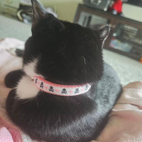 Pink Skull & Crossbones Cat or Kitten Collar - Girl Cat Collar for ...