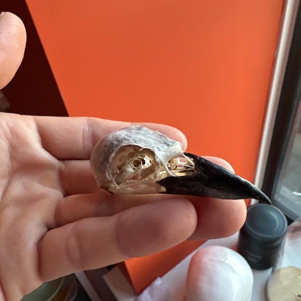 10 Crow Skull Real Natural Rook Skull Raven Corvid Taxidermy Gothic ...