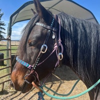 Chocolate & White Tack Set, USA Made, Buckstitch Tack, Handmade, Herman ...