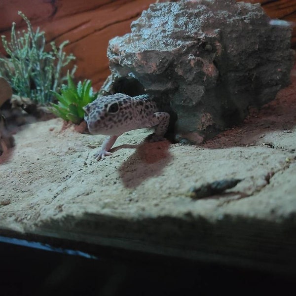 Plastic Moss Pads: Artificial Aquarium Plants - Reptile Terrarium ...