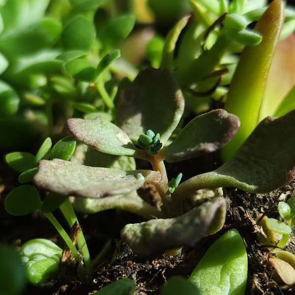 Mini Succulent Cuttings Mix: Sedum, String of Hearts, Donkey Tail - Etsy