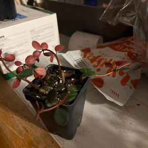 Begonia monica | Etsy