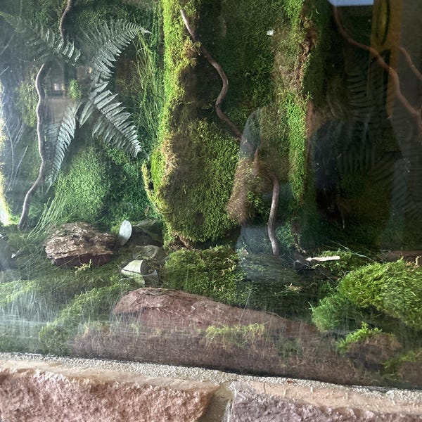 Illuminated Preserved Moss Wall Art With LED Lighting, Eco-friendly ...