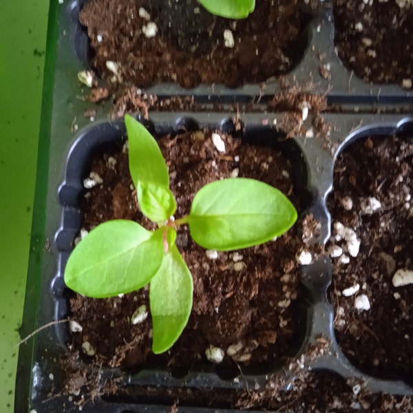 50pcs Blue Succulents Seeds Rare Indoor Flower Mini Cactus Seeds.(#3444 ...