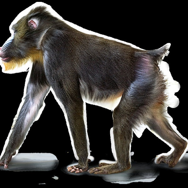 80 MONKEYS TRANSPARENT PNG Photoshop Overlays, Png Animals, Png ...