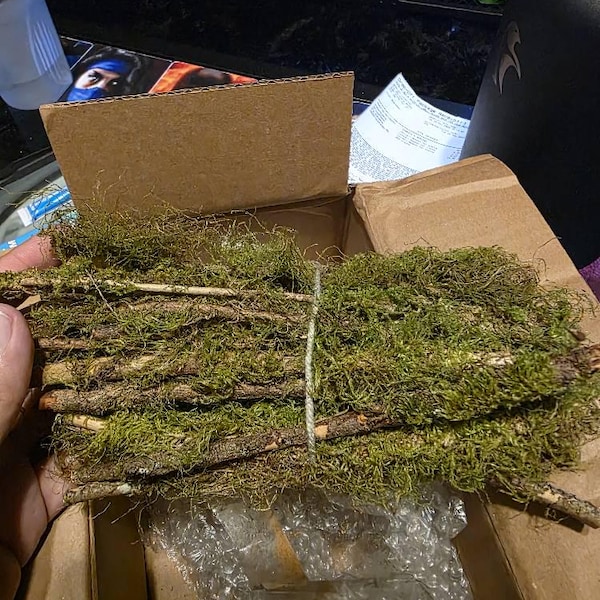 Badge Moss Plagiomnium Insigne Terrarium Glass Jar Vial Mini Forest ...