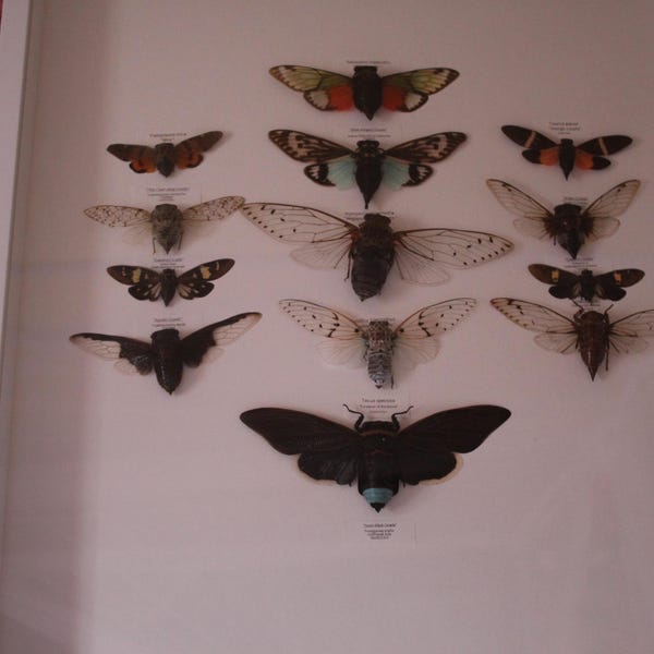 Cicada.(tacua Speciosa) Real Specimen - Etsy