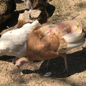Mermaid Chicken Tutu - Etsy