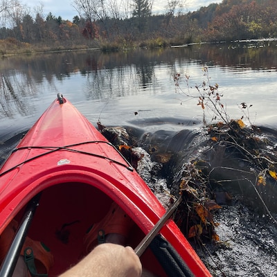 The Simpsons Vinyl Sticker Blinky the Fish Three-eyed Fish - Etsy