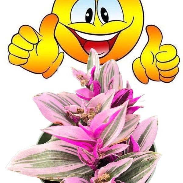 Tradescatia Nanouk Rooted 4 Inch | Nanouk Pink Rare House Plant Indoor ...