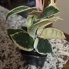 Scindapsus Pictus Platinum Java - 6" From Myplants - Etsy