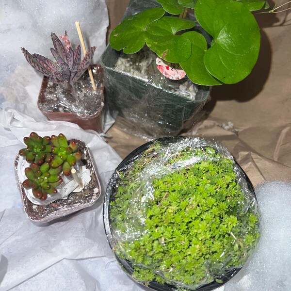 Sedum Jelly Bean, Sedum Rubrotinctum, Jelly Bean Plant, Live Plant in 2 ...