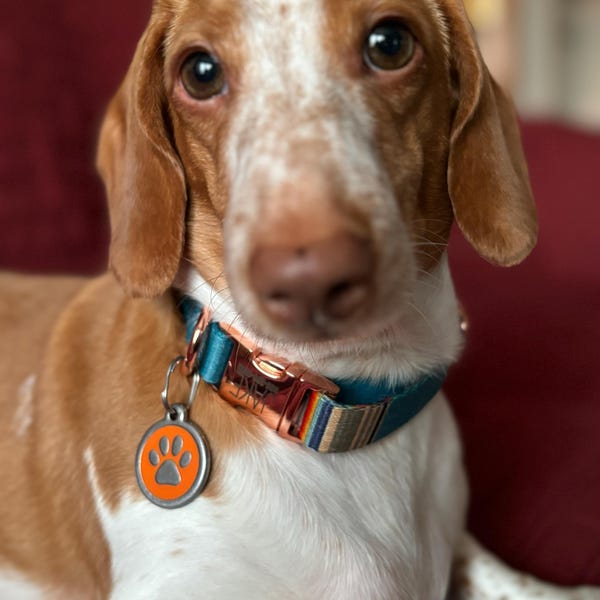 Personalized Dog Collars Boy Dog Collars, Custom Dog Collar With Name ...