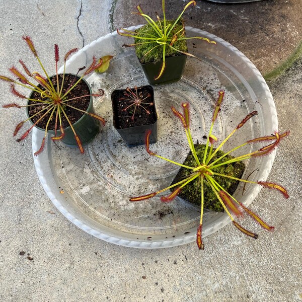 Xyris Difformis Bog Yellow-eyed-grass - Etsy