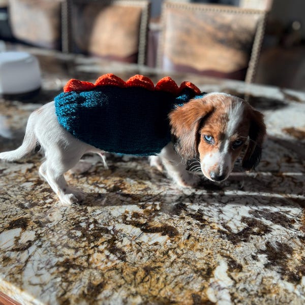 Pet Frog Costume Halloween Costume Frog Sweater and Hat Dachshund Frog ...