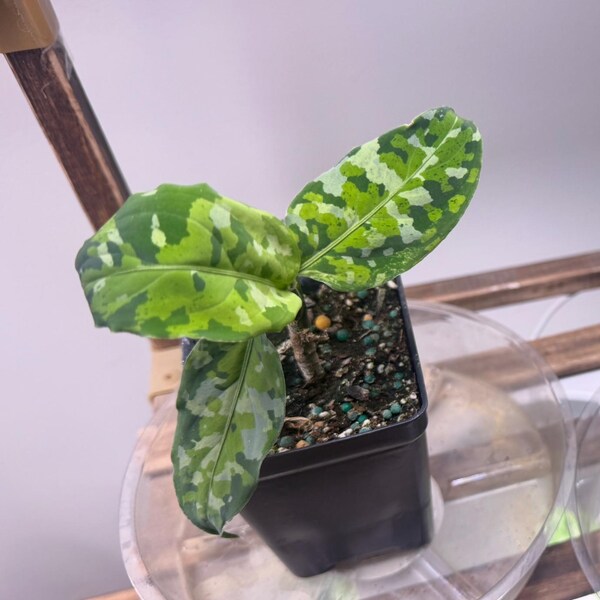 3” Aglaonema Tricolor Pictum Pot - Rare Plant - Camouflage Foliage ...