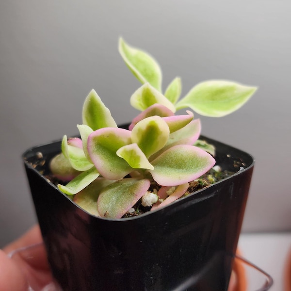 Variegated Baby Sun Rose, Ice Plant, Pink Succulent, Rare Plant in 2 ...