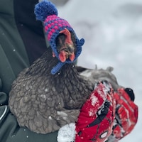 Crochet Pattern, Bonnet for Chickens, Sunday Bonnet, Little Red Hen Hat ...