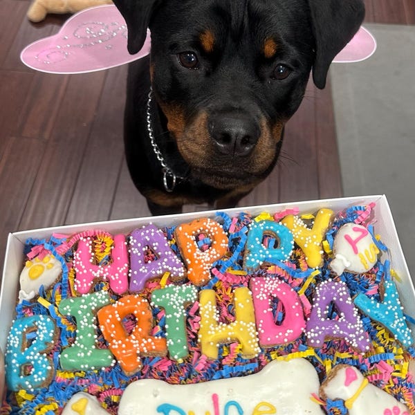 Beach Please 1/2 Dozen Dog Treat Gift Box / Cute Dog Treats / Summer ...