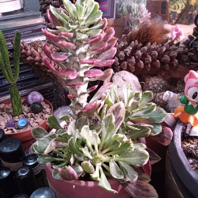 Aloe White Fox Rare Succulent Live Plant - Etsy