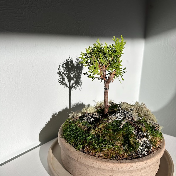 Miniature Tree Terrarium Kit - Etsy