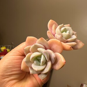 Echeveria Caviar/ Pachyphytum Caviar Imported Succulent - Etsy