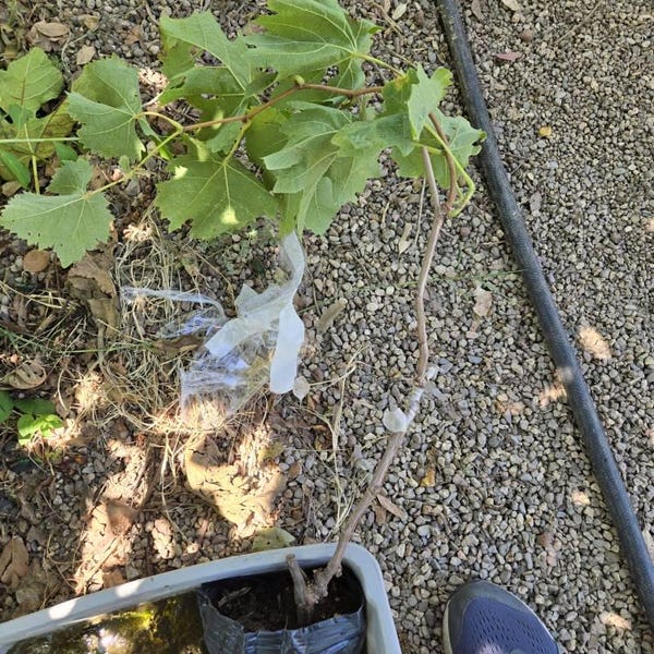 Live Grape Plant Shine Muscat. 阳光玫瑰葡萄 . Big and Sweet. Awesome Variety ...