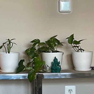 Emaciated Meditating Budhha Statue for Decorative Collections - Etsy