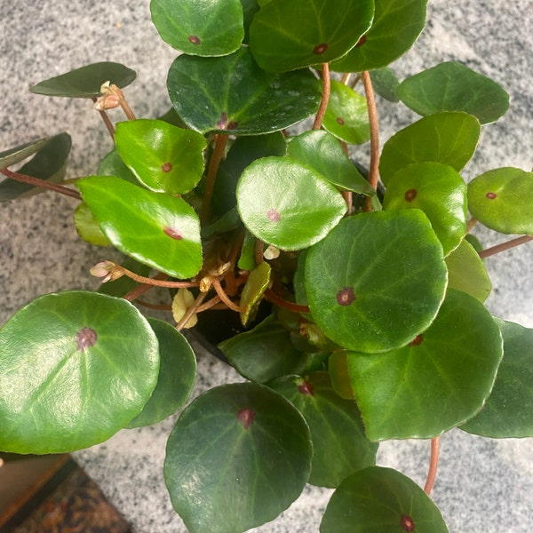 Red Ruby Begonia (4" Pot) (begonia Conchifolia Rubrimacula) - Etsy