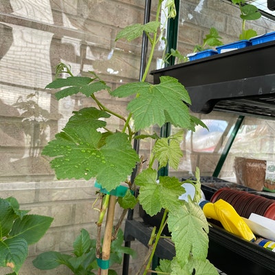 Einset Red Seedless Grape, Live Potted Plant, 1-2 Years Old. - Etsy