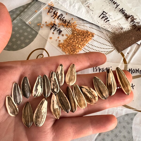 Perennial Wild Leek (zone 3-9) Seeds Do Need Cold Stratification to ...