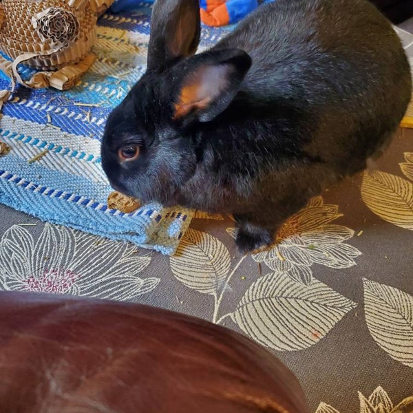 Sample Treat Packs for Rabbits - Etsy