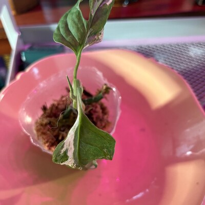 Copper Plated Sycamore Leaf. Copper Electroformed Leaf With Force ...