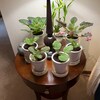 Kei Yoki African Violet Starter Plant (ALL PLANTS Require You to ...