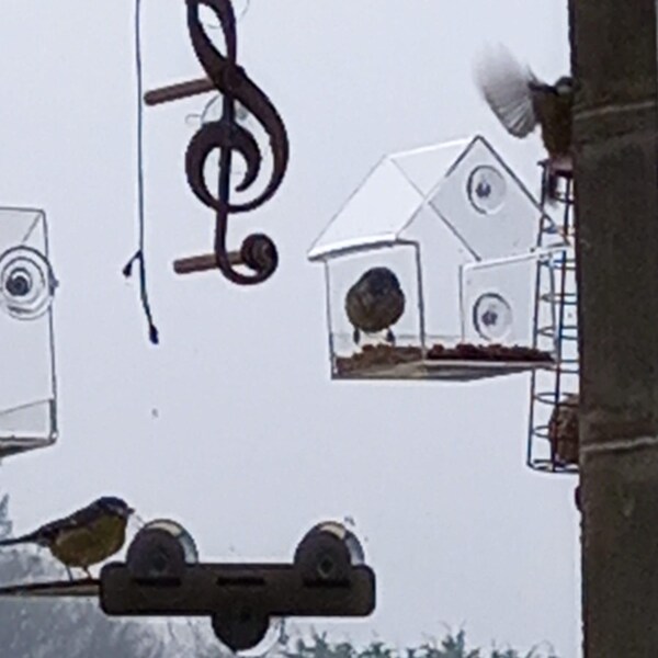 Extra-large Bird Droppings Tray XXL Bird Droppings Tray Litter Tray ...