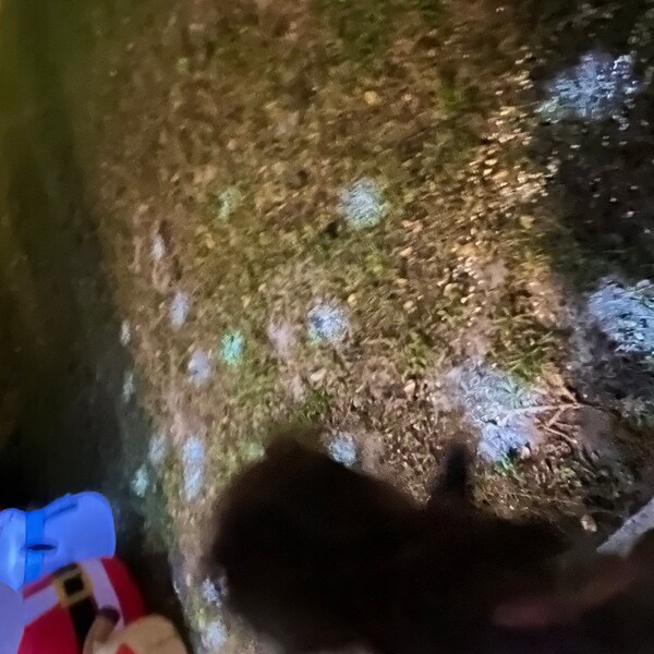 Skeleton Scavenger Hunt - Etsy