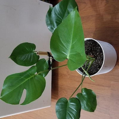 Monstera Deliciosa Tropical Split Leaf Plant 6 Inch Pot Indoor ...