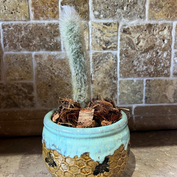 Honeycomb Bee Succulent Planter: Handmade Pottery, Mustard & Seafoam - Etsy