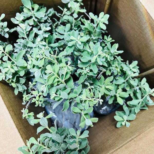 Compact Texas Sage, Leucophyllum Frutescens 'compactum', 1 Gallon Fully ...