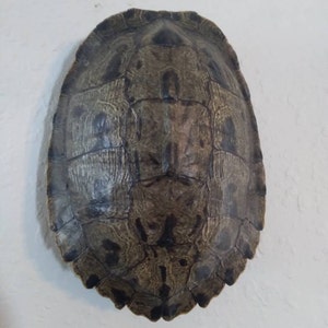 Glacier Wear Map Turtle Shell Trt1602 - Etsy