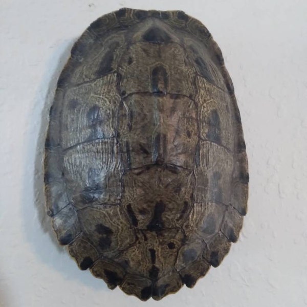 Glacier Wear Map Turtle Shell - Trt1602 - Etsy