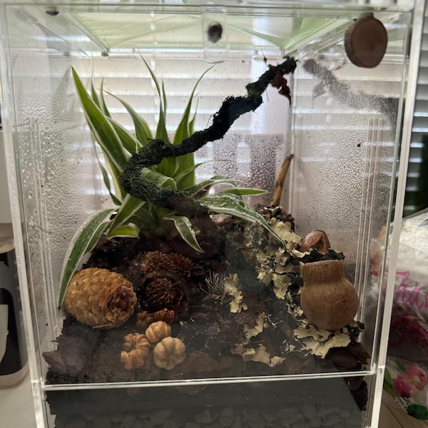 Mantis House Hide - Jumping Spiders - Inverts - Terrariums - Enclosures ...