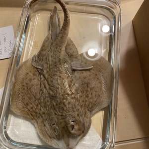 Four Mummified/preserved Fetal Piglets Displayed in Riker Box - Etsy