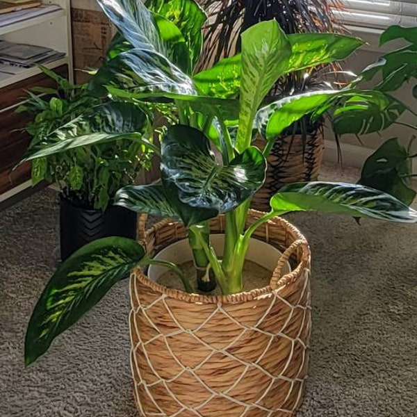 6 Pot Big 2 Ft. Tall Dieffenbachia Dumb Cane Indoor Plant Easy Care Air ...